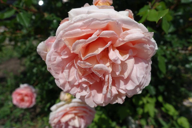 Closeup of Light Pink Flower of Rose in May Stock Image - Image of ...