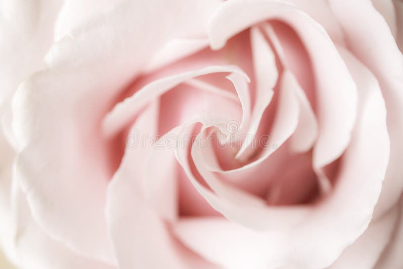 Closeup of Light Pink Rose. Background, Texture Stock Photo - Image of ...