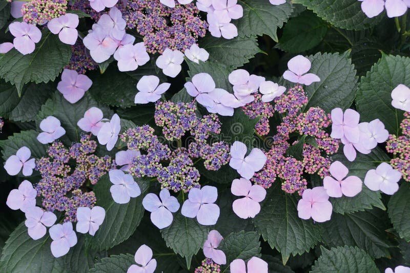 Closeup of the Light Purple Color of Lacecap Hydrangea Stock Image ...