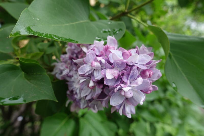 Closeup of Light Purple Flowers of Double Lilac Stock Image - Image of ...