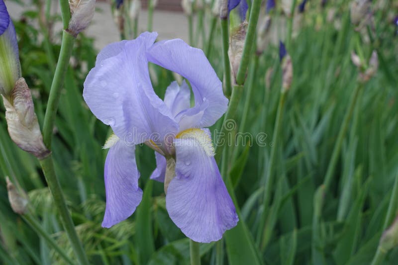 Closeup of Light Violet Flower of Iris in May Stock Image - Image of ...
