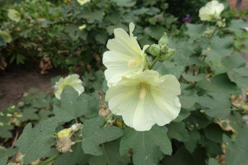 Closeup of Light Yellow Flowers of Common Hollyhock in August Stock ...