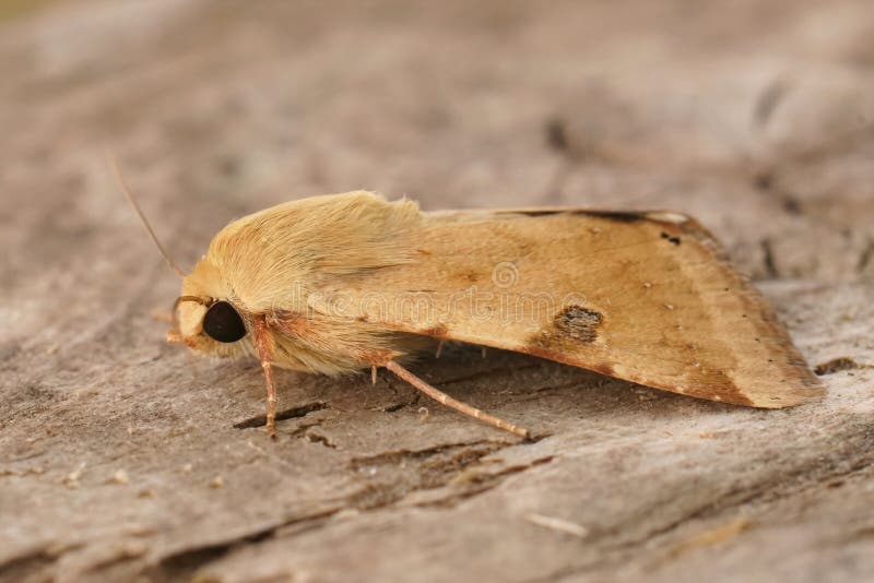 Closeup on a Lightbrown Bordered Straw Moth, Heliothis Peltigera Stock ...