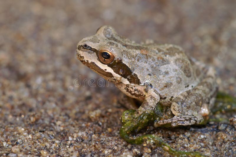 Closeup on a Lightbrown Pacific Tree Frog, Pseudacris Regilla Sitting ...