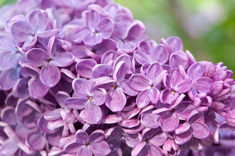Closeup lilac flower stock photo. Image of springtime - 71201734