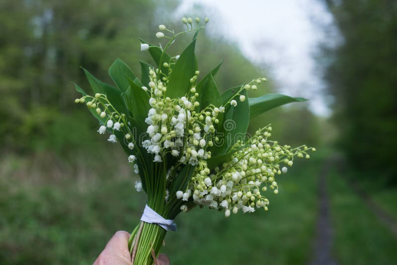 Lilly of the Valley Bouquet Picking in Hand in the Forest on Background ...