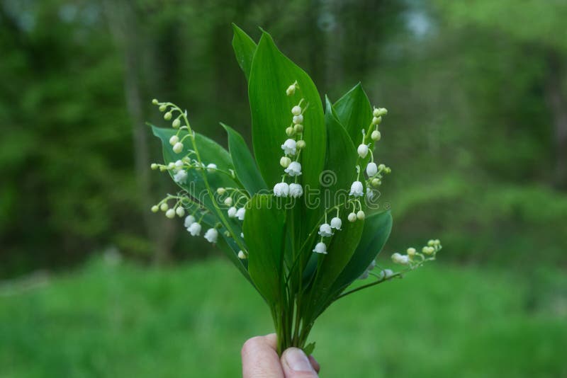 Lilly of the Valley Bouquet Picking in Hand in the Forest on Background ...