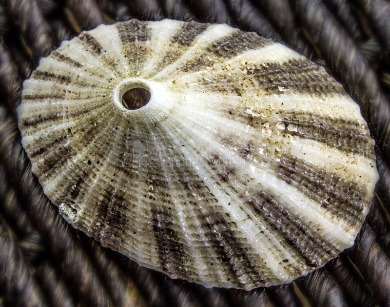 1,303 Limpet Stock Photos - Free & Royalty-Free Stock Photos from ...