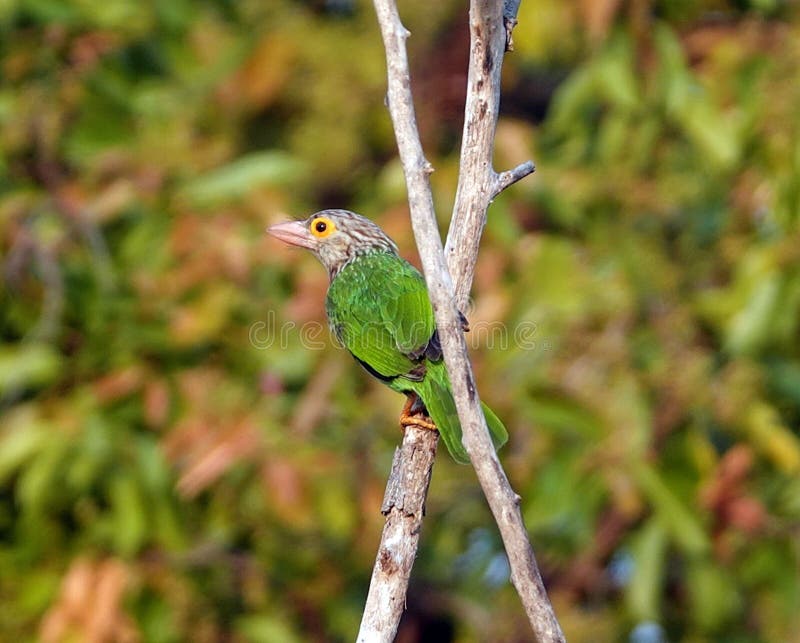 Closeup of a Lineated Barbet Bird Perched on a Branch Stock Image ...