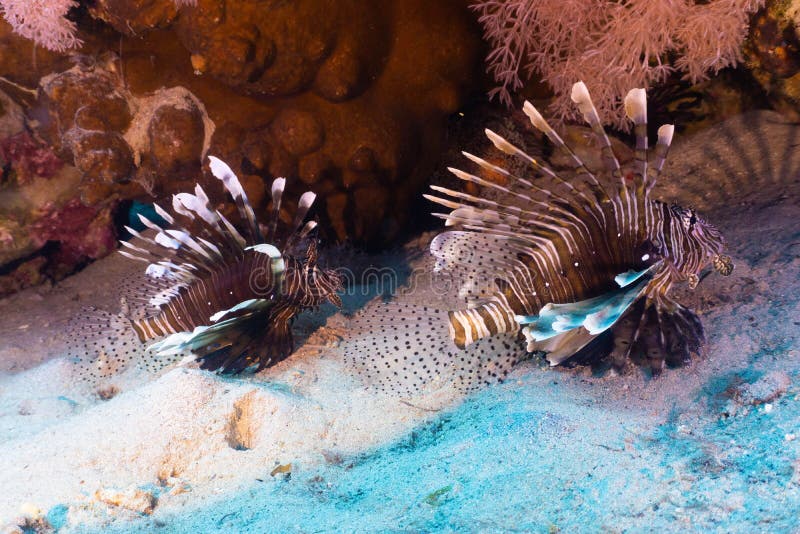 Closeup of Lion Fish Swimming in Water Stock Photo - Image of flora ...