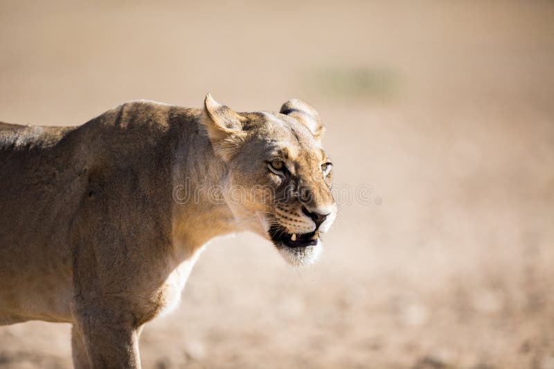 Lioness on her back stock image. Image of funny, laying - 18202377