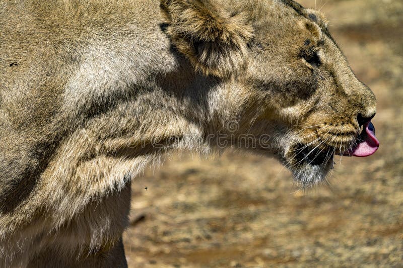 Closeup of Lioness Profile Roaring Stock Image - Image of wildlife ...