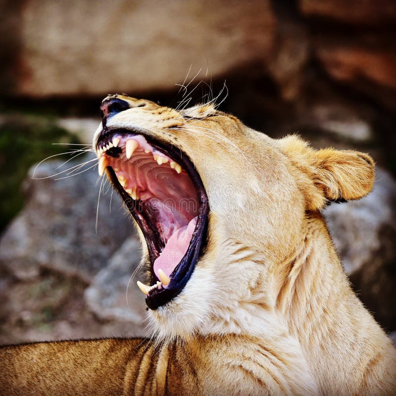 Closeup of the Lioness Roaring Stock Image - Image of roar, feline ...