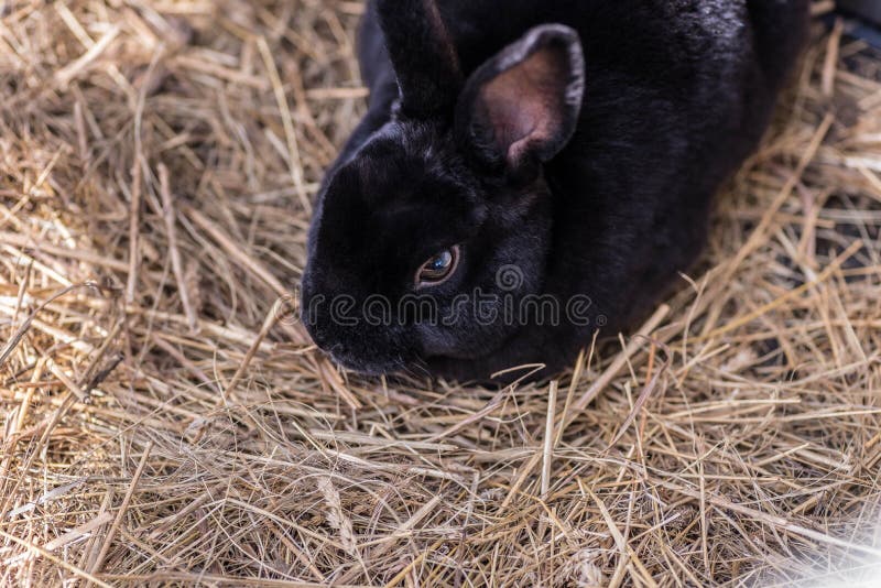 Closeup of Little Black Easter Bunny Stock Photo - Image of daylight ...