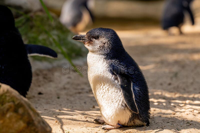 Closeup of a Little Blue Penguin, Eudyptula Minor. Stock Image - Image ...
