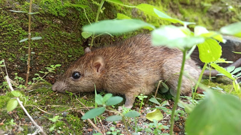 Closeup of Little Brown Mouse Stock Photo - Image of chipmunk, deer ...