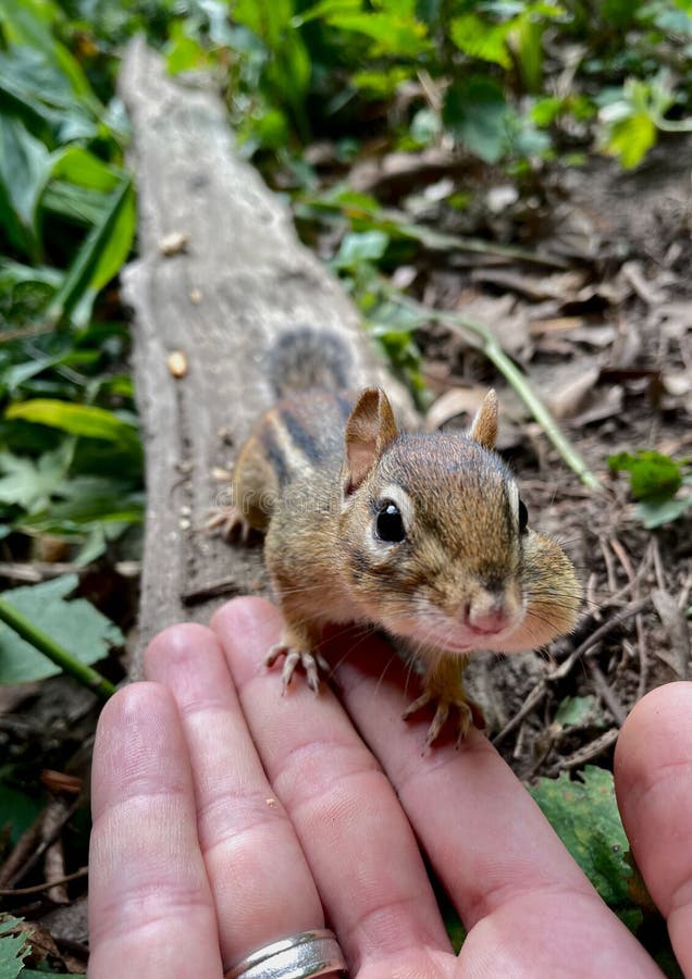 Closeup of Little Brown Squirrel on Human Hand Stock Photo - Image of ...