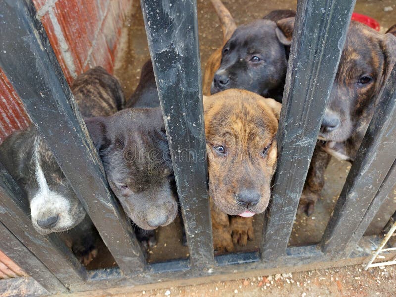 Closeup of Little Dogs in Cage Stock Photo - Image of small, domestic ...