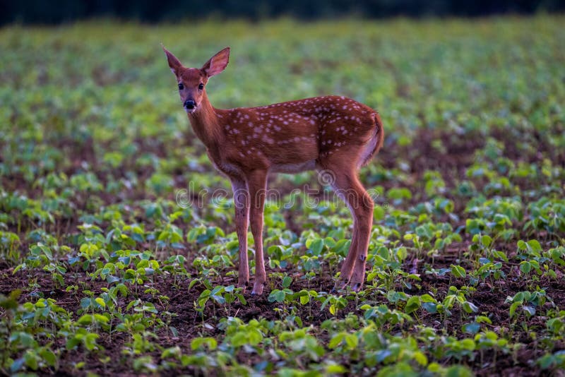 Closeup of a Little Fallow Dear Standing in the Field Stock Photo ...