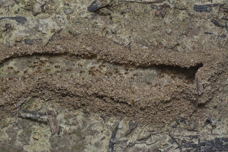 Closeup of the Little Fire Ants Path To the Nest. Stock Image - Image ...