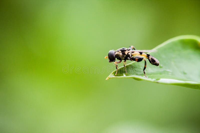 Closeup of little fly stock photo. Image of multicolor - 28325328