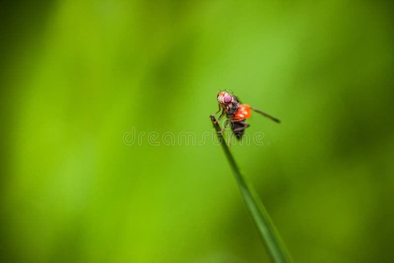 Closeup of little fly stock photo. Image of fauna, detail - 28326094