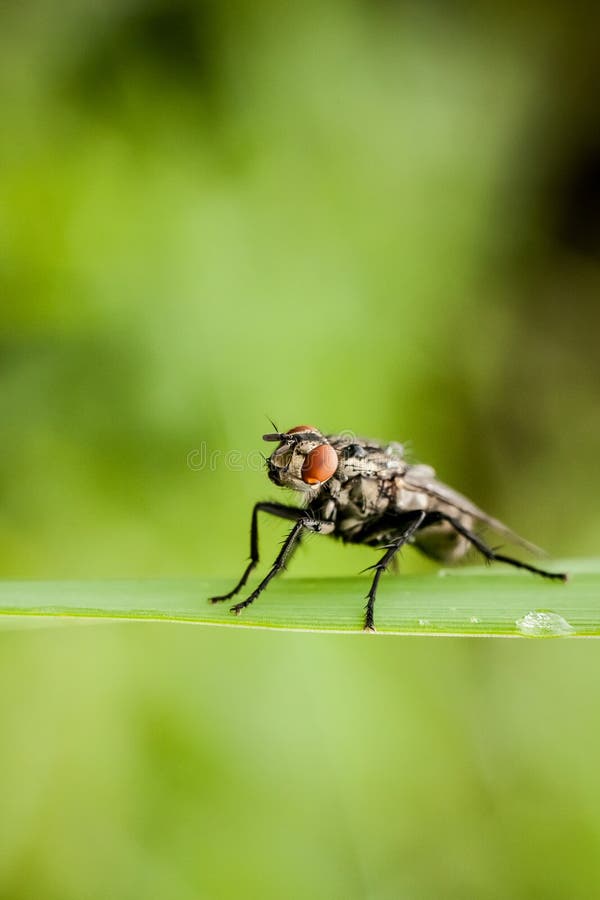 Closeup of little fly stock photo. Image of fauna, multicolor - 28326300