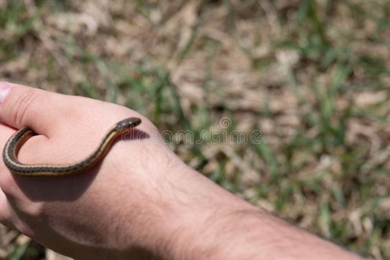 Closeup of Little Garter Snake on Human Hand Stock Image - Image of ...