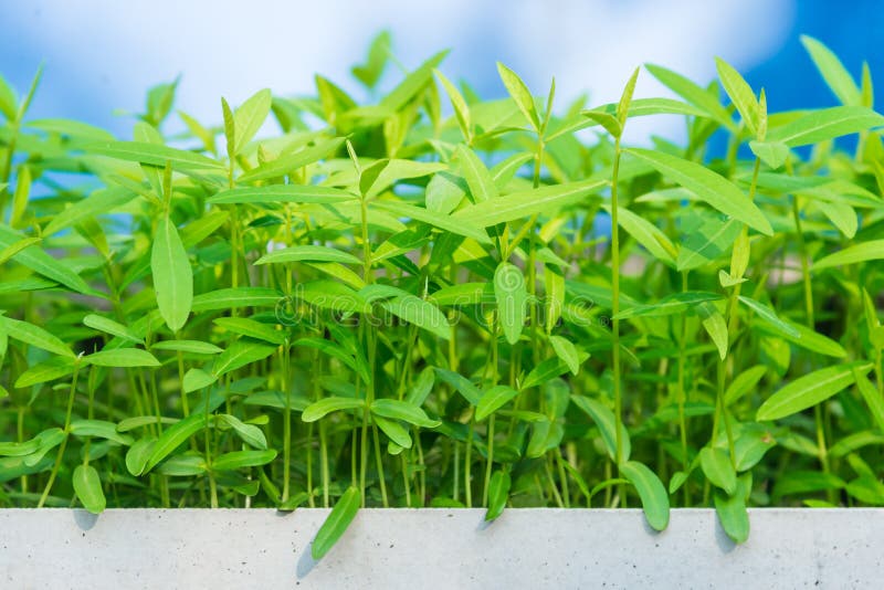 Closeup Little Green Leaves in Bright Sun Light Stock Photo - Image of ...