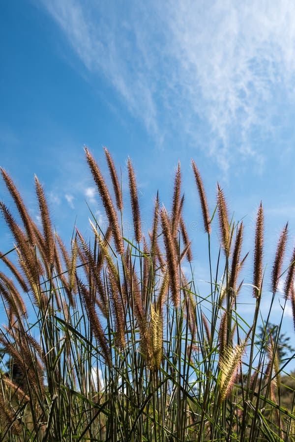 Closeup of the Little Iron Weed Stock Image - Image of meadow ...