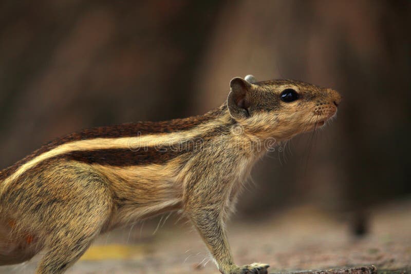 Closeup of Little Least Chipmunk Looking Towards Stock Image - Image of ...