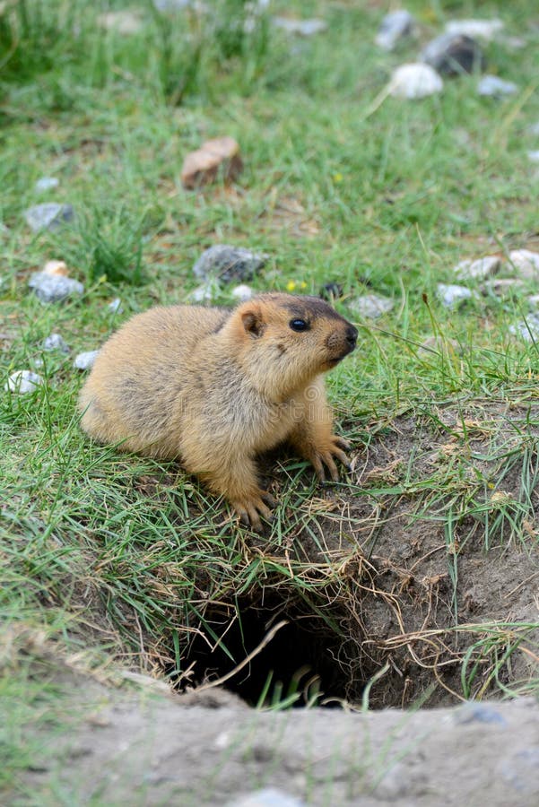 Closeup Little Marmot in Front of Habitat in Grassland Stock Photo ...