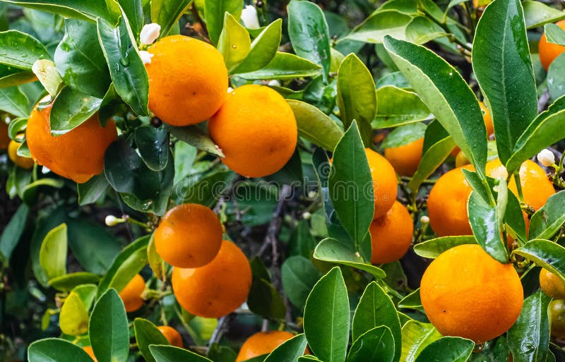 Closeup Little Orange Trees with Oranges Stock Image - Image of plant ...