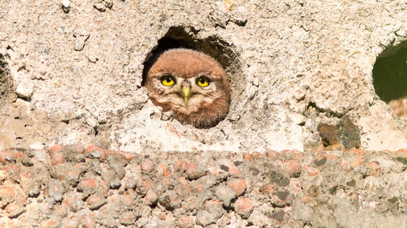 Closeup of a Little Owl Bird Looking through a Hole in a Wall Stock ...