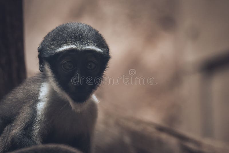 Closeup of a Little Roloway Monkey (Cercopithecus Roloway) with Blurred ...
