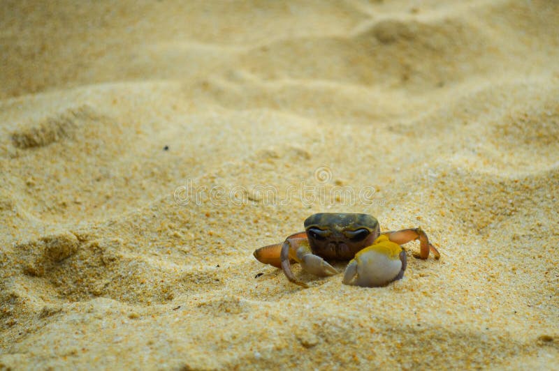 Closeup sad crab on beach stock image. Image of raised - 204378313