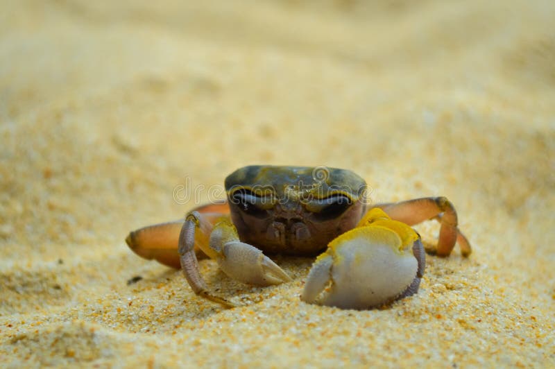 Closeup sad crab on beach stock photo. Image of closeup - 204378346