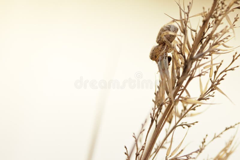 Closeup of little spider stock photo. Image of insect - 28326064