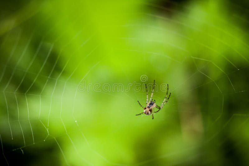 Closeup of Little Spider and Web Stock Image - Image of insect, nature ...