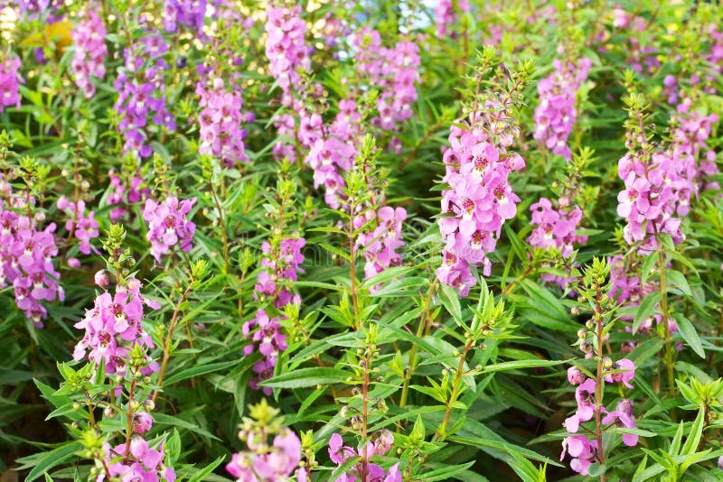 Closeup of Little Turtle Flower Stock Photo - Image of closeup, vivid ...