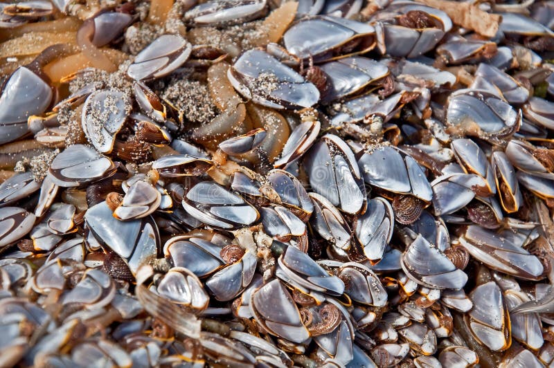 Closeup of Living Goose Barnacles Stock Photo - Image of horizontal ...
