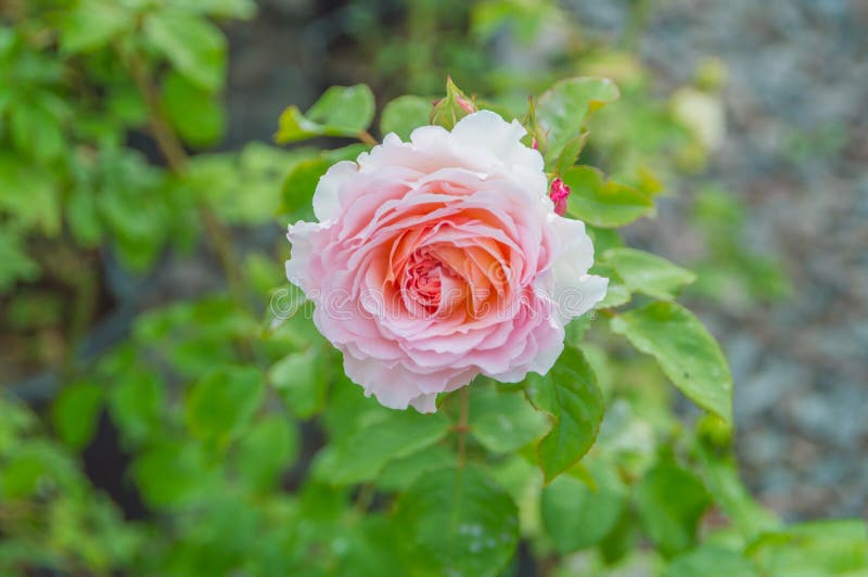 Closeup on the Living Stalk of Pink Rose. Stock Image - Image of petal ...