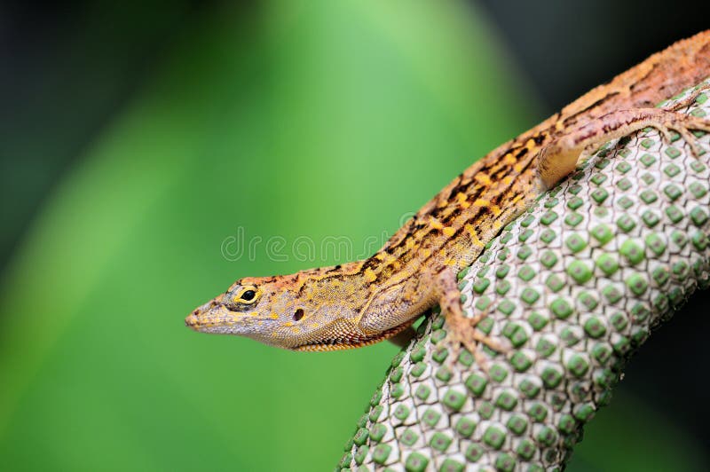 Closeup of a Lizard stock image. Image of colored, colors - 20743015