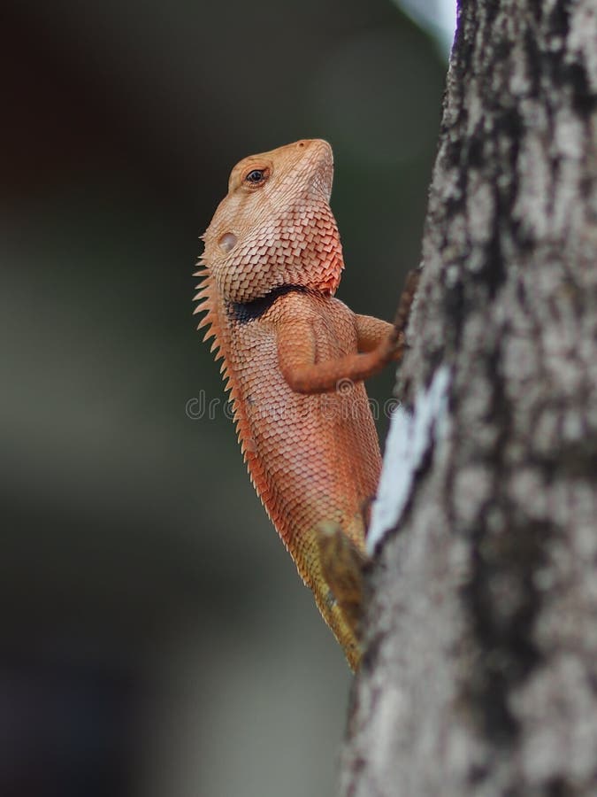 Closeup Of Lizard Biting Ear Stock Image - Image of colourful, animal ...