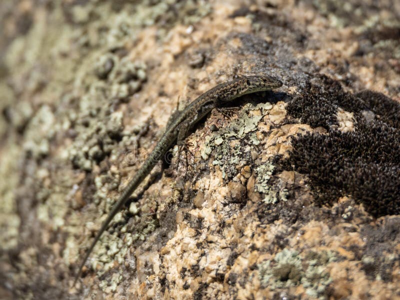 Closeup of a Lizard Climbing on a Rock Stock Photo - Image of rock ...
