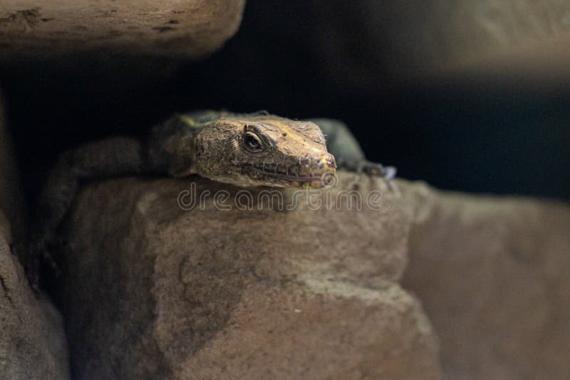 Closeup of a Lizard Hiding between Rocks Stock Photo - Image of rocks ...