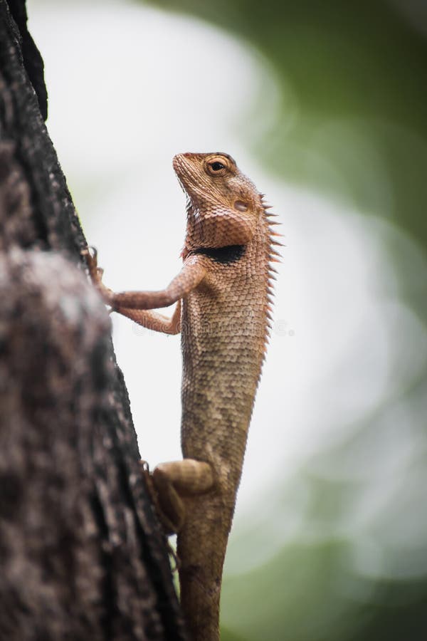 Lizard on the tree wood stock image. Image of family - 95999775