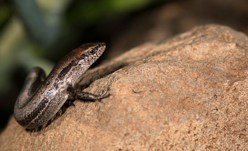 Closeup of a Lizard Perched on a Stone Stock Photo - Image of small ...