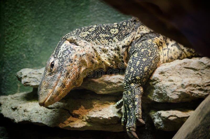 Lizard stock photo. Image of habitat, carnivorous, closeup - 179450756
