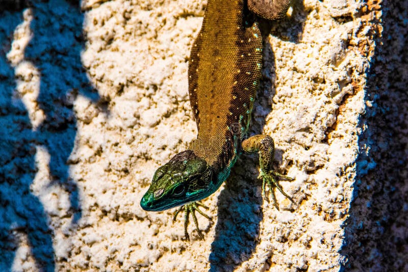 Closeup of Lizard on Rock with Shadow Stock Image - Image of danger ...